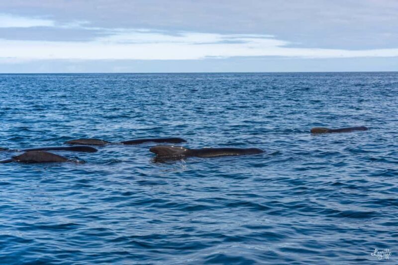 Basque Country : Whale and Dolphin Watching Boat Tours - An In-Depth Look at the Whale and Dolphin Tour in the Basque Country