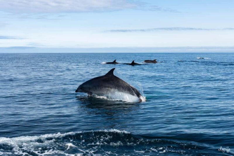 Basque Country : Whale and Dolphin Watching Boat Tours - Whats Included and Practical Tips