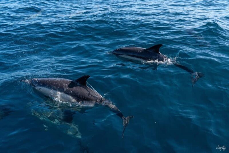 Basque Country : Whale and Dolphin Watching Boat Tours - Authentic Experiences and Reviewer Insights