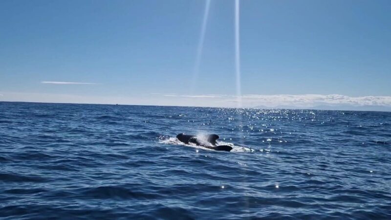Basque Country : Whale and Dolphin Watching Boat Tours - Final Thoughts: Is This Tour Worth It?