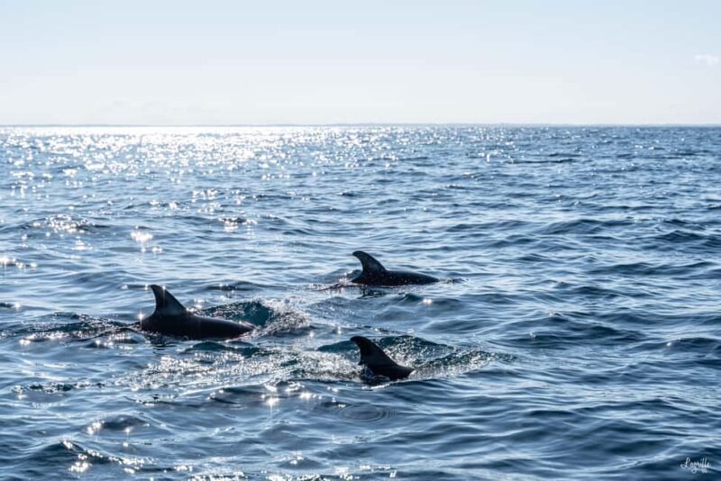 Basque Country : Whale and Dolphin Watching Boat Tours - Frequently Asked Questions