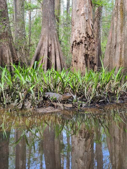 Baton Rouge: Kayak Tour Through the Historic Atchafalaya - An In-Depth Look at the Kayak Tour Through the Atchafalaya Basin