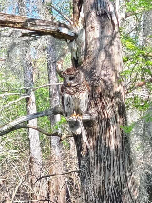 Baton Rouge: Kayak Tour Through the Historic Atchafalaya - Step 3: Learning and Wildlife Observation