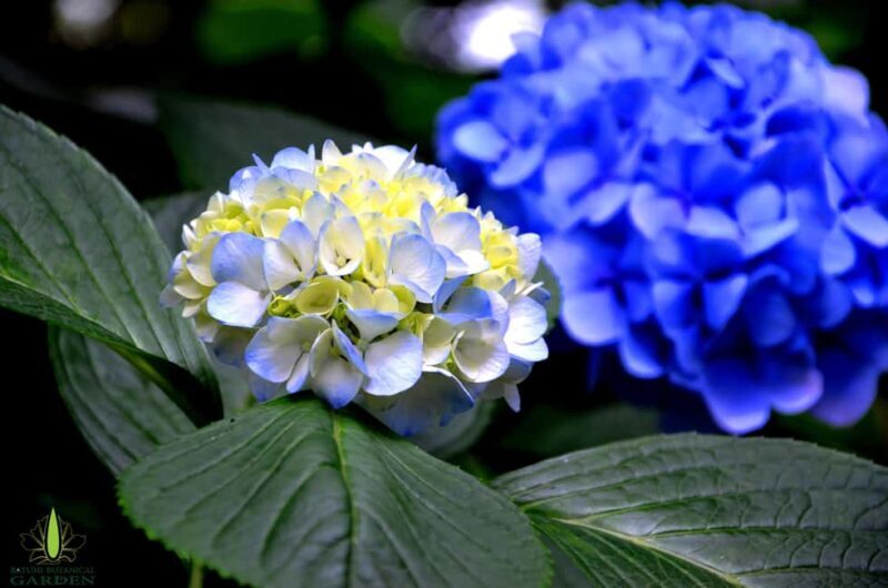 Batumi City - Botanical Garden - Petra Fortress from Kutaisi - FAQs