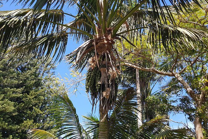 Bauntis Farm and Industry Tour in Norfolk Island - Key Points