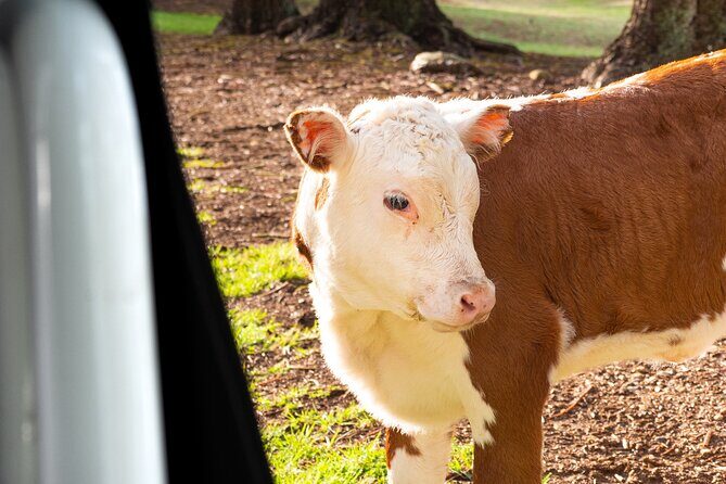 Bauntis Farm and Industry Tour in Norfolk Island - The Sum Up