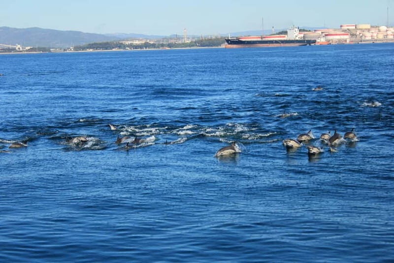 Bay of Gibraltar: Dolphin Cruise - What to Expect on the Dolphin Cruise in Gibraltar