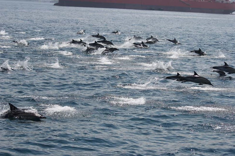 Bay of Gibraltar: Dolphin Cruise - Final Thoughts: Who Will Love This Tour?