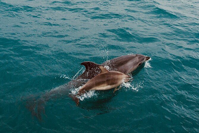 Bay of Islands Hole in the Rock Cruise Day Tour - What’s Included and What’s Not?