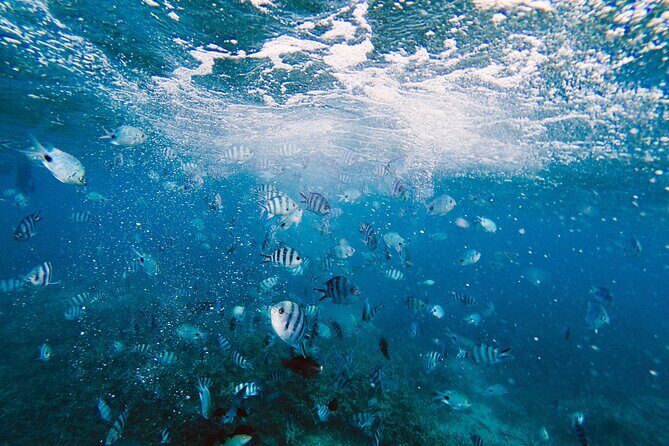 Bay of Islands Hole in the Rock Cruise Day Tour - FAQ