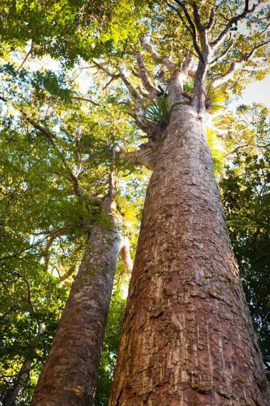 Bay of Islands: Puketi Kauri Forest Guided Tour - Exploring the Bay of Islands: Puketi Kauri Forest Guided Tour — A Natural and Cultural Journey