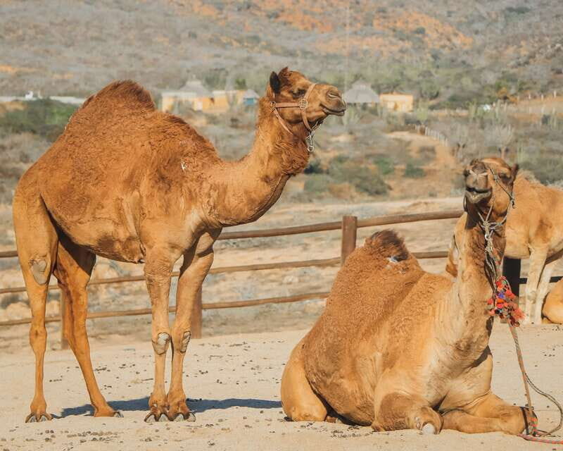 Beach Camel Ride & Encounter in Cabo by Cactus tours park - Value and Practicality: What You Get for $109