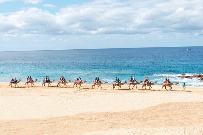 Beach Camel Ride & Encounter in Cabo - What to Expect from the Tour