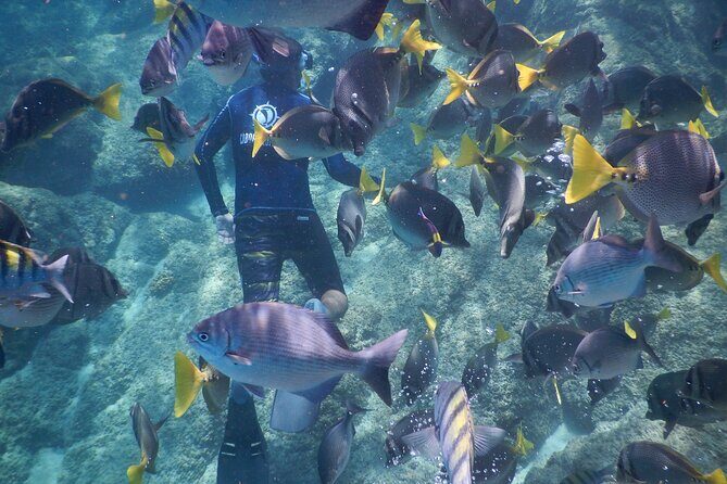 Beach Hopper, Amazing Snorkel Experience At Los Cabos! - The Sum Up
