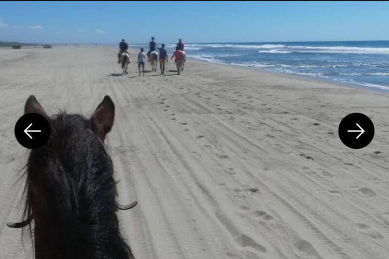 .Beach Horse Riding Turtle Release Crocodile Farm Experience - Key Points