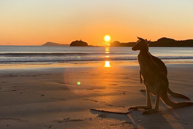 Beach Sunrise with the Wallabies - Exploring the Cape Hillsborough Sunrise Tour