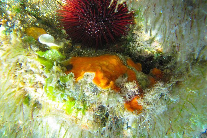 Beach Tour Porto Pino and Piscinnì - FAQ