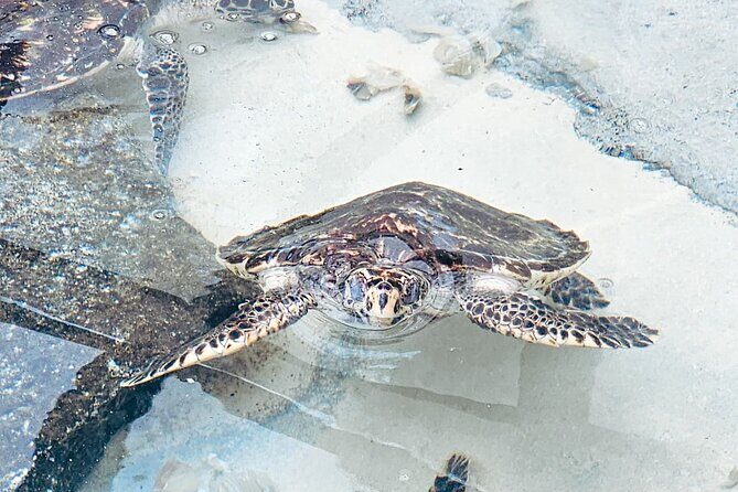 Beachcomber Island Day Trip Fiji's Authentic Island Experience - The Downsides and Considerations
