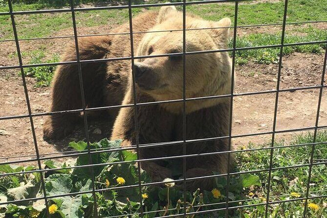 Bear Sanctuary and Bran Castle from Brasov - FAQ