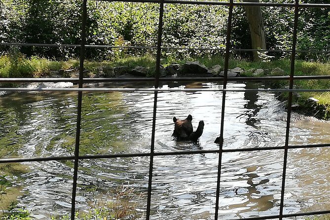 Bear Sanctuary and Dracula's Castle, 1-day Private Tour - Final Thoughts: Is This Tour for You?