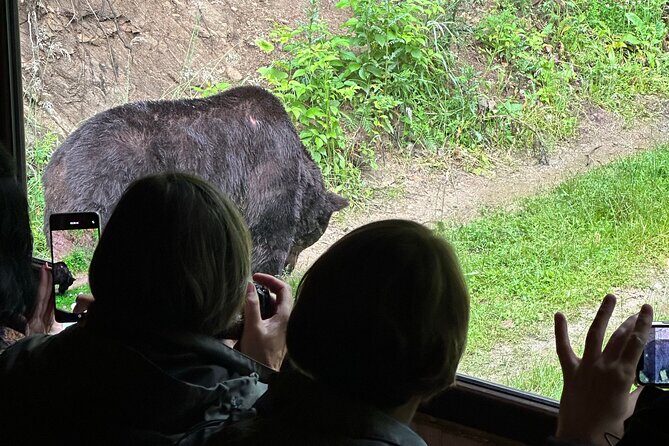 Bear Watching In Brasov: Observe Wild Bears From A Hideout (100%) - Key Points