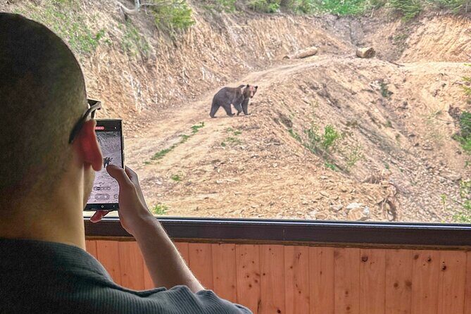 Bear Watching In Brasov: Observe Wild Bears From A Hideout (100%) - The Sum Up