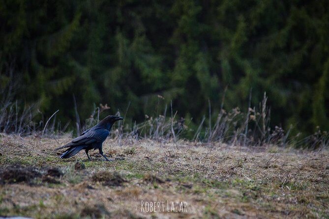 Bear watching in the Land of Volcanoes - The Experience in Detail