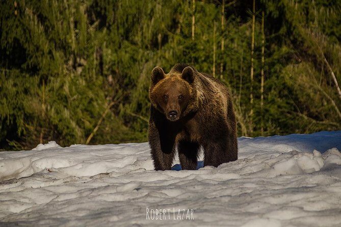 Bear watching in the Land of Volcanoes - FAQ