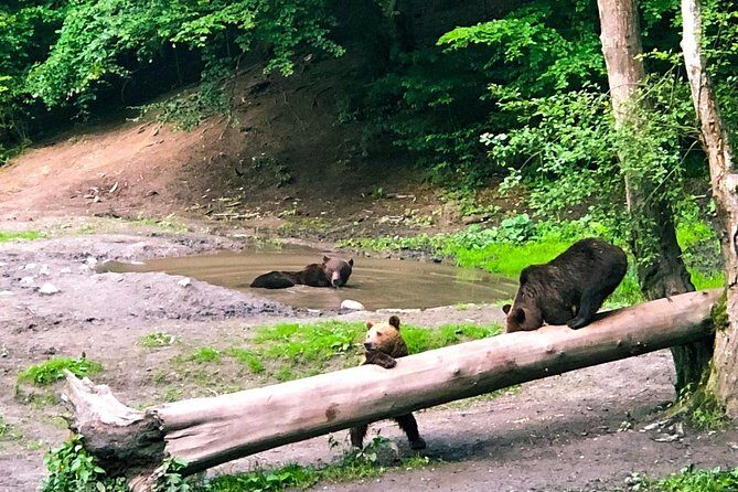 Bear Watching in The Wild from Brasov (100 %) - The Experience: What You Can Expect
