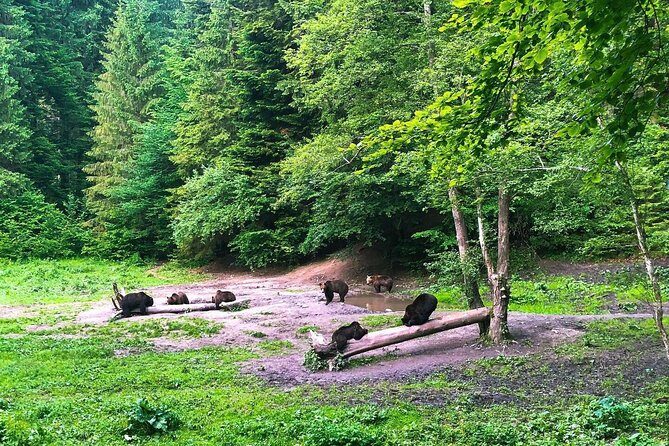Bear Watching in The Wild from Brasov (100 %) - Who Will Enjoy This Tour?