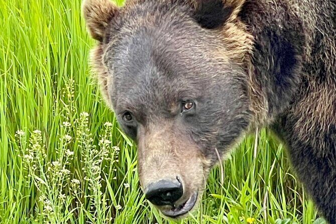 Bears & Beers Tasting Tour out of Anchorage - Exploring the Full Experience