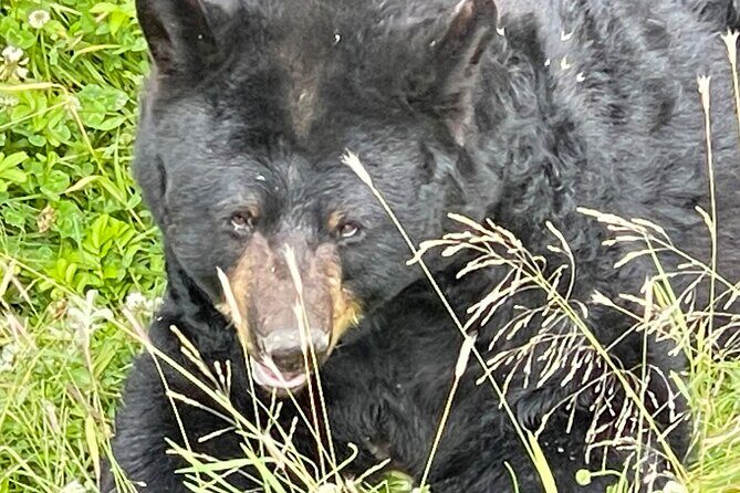 Bears & Beers Tasting Tour out of Anchorage - Who Would Love This Tour?