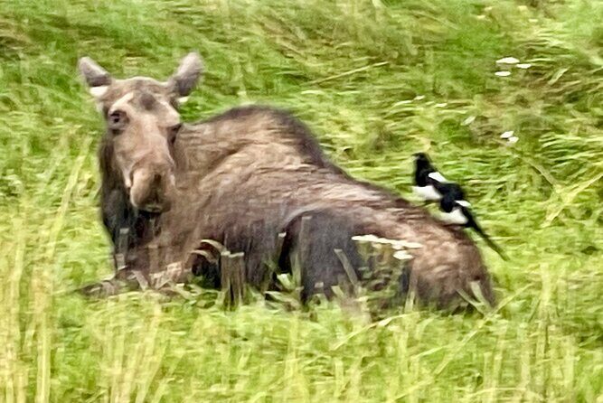 Bears & Beers Tasting Tour out of Anchorage - The Sum Up