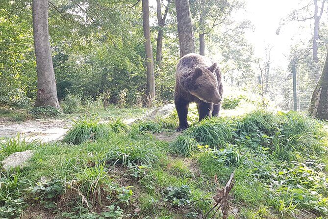 Bears Sanctuary, Dracula Castle and Brasov City - Full Day Trip from Bucharest - An In-Depth Look at the Itinerary