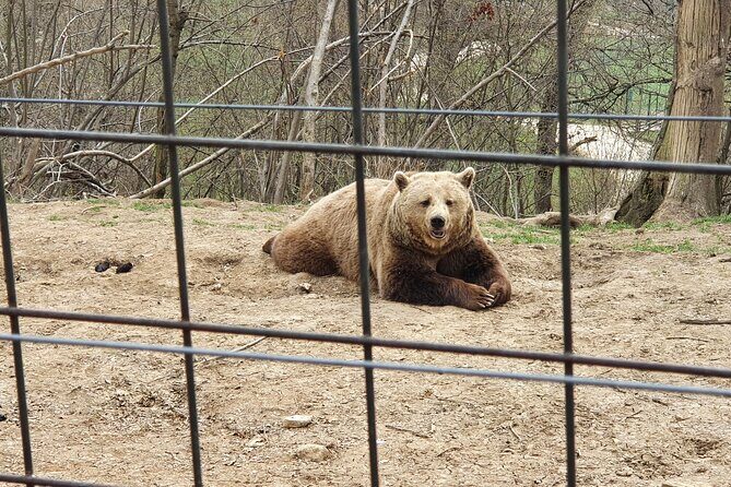 Bears Sanctuary, Dracula Castle and Brasov City - Full Day Trip from Bucharest - Transportation and Practical Details