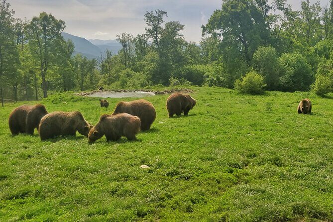 Bears Sanctuary, Dracula Castle and Poiana Brasov-Private day tour from Brasov - Final Thoughts