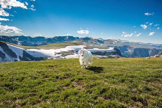 Beartooth Highway Small Group Tour with Wildlife Guide - Who Is This Tour Best For?