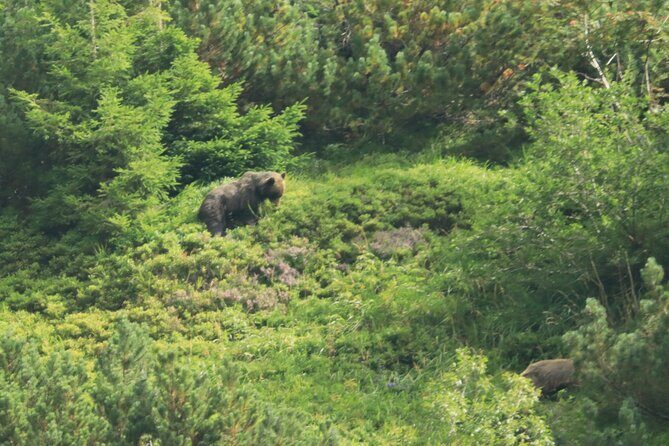 Bearwatching Hiking Day Tour in High Tatras from Poprad - FAQ
