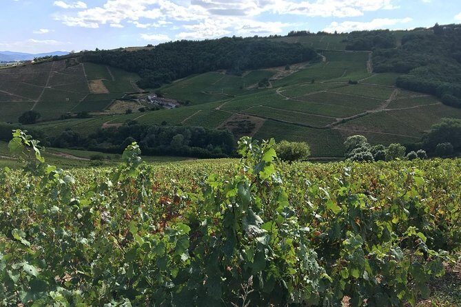 Beaujolais Crus wine tour from Lyon Full day - Key Points