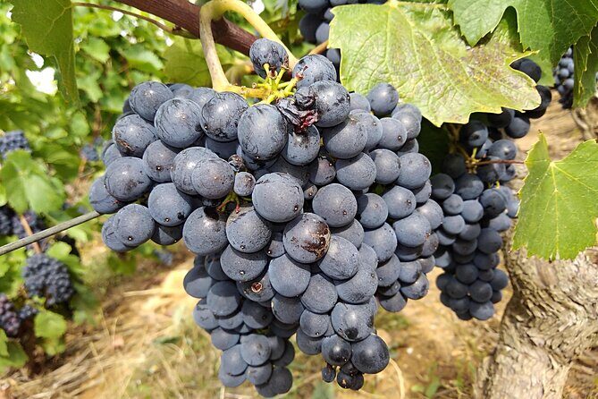 Beaujolais Half Day Wine Tasting Tour - Authenticity and Highlights Based on Reviews