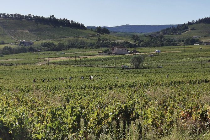 Beaujolais wine tour from Lyon half day - Exploring the Beaujolais Region in Style