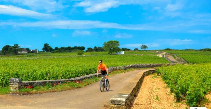 Beaune: Winery Tour by Bike with Wine Tasting - An In-Depth Look at the Tour Experience