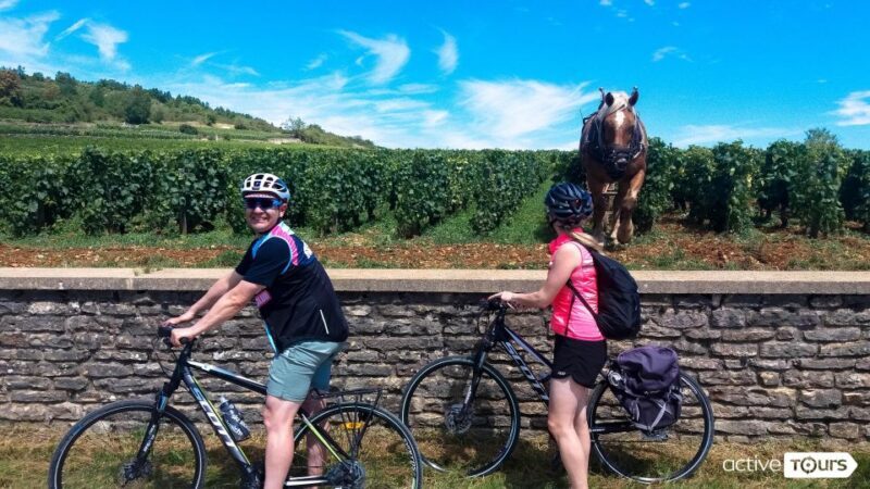 Beaune: Winery Tour by Bike with Wine Tasting - Authenticity and Traveler Feedback