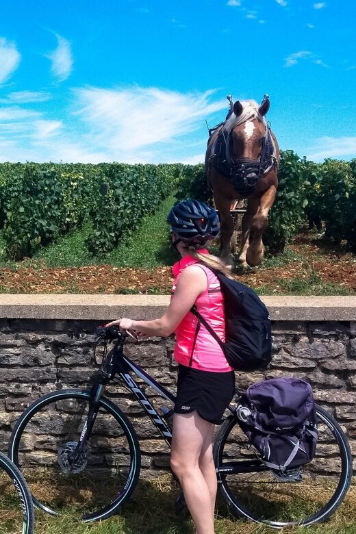 Beaune: Winery Tour by Bike with Wine Tasting - FAQ