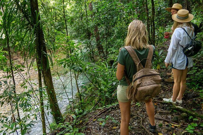 Beautiful Daintree Waterfall Walk, Magical Swim & Heavenly Lunch - Practical Details: Transportation, Group Size, and Pricing