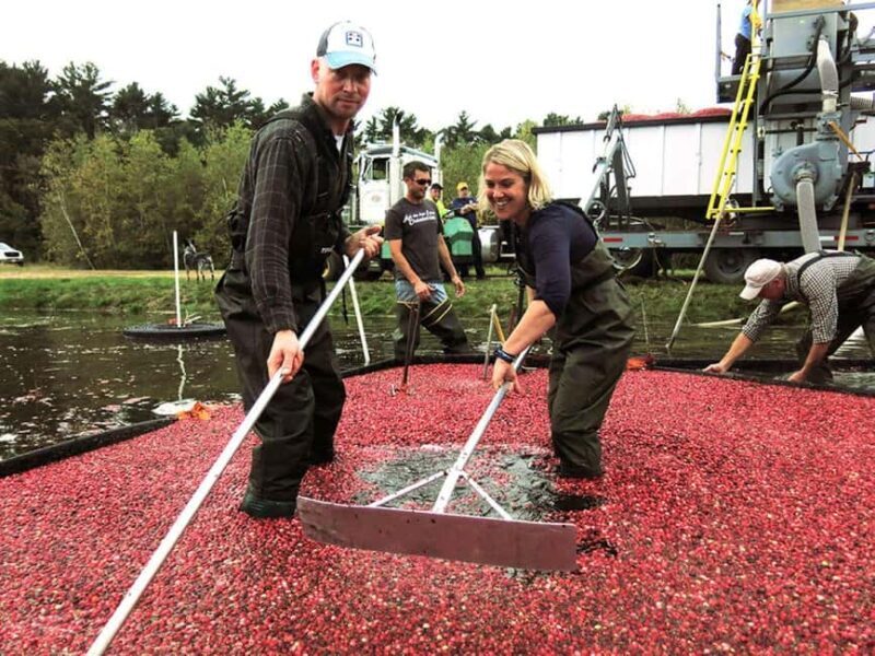 Become A Cranberry Bogger for a Day Experience - Key Points