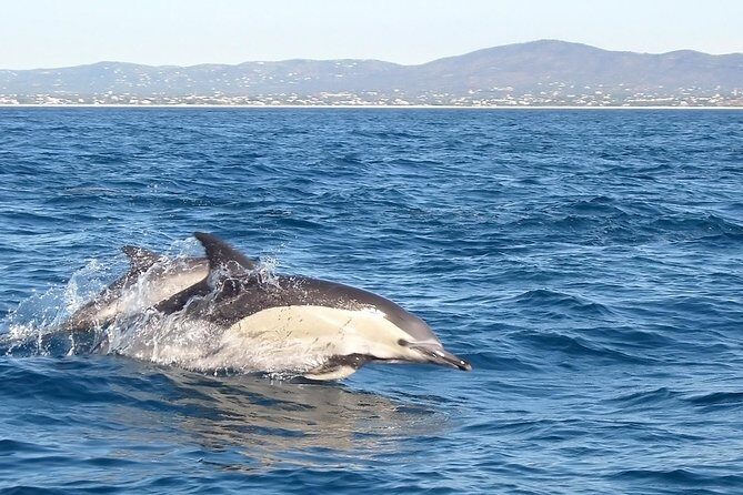 Become a dolphin protector! Lisbon Eco-dolphin watching - What to Expect from the Itinerary