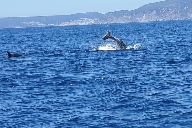 Become a dolphin protector! Lisbon Eco-dolphin watching - Detailed Breakdown of the Experience