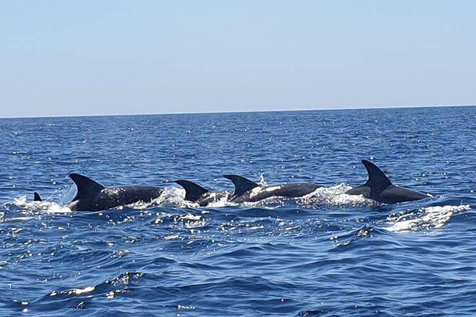 Become a dolphin protector! Lisbon Eco-dolphin watching - Authentic Feedback & What You’ll Love