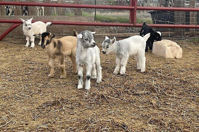 Become a Ranch Hand for a Day in Fredericksburg - What to Expect from the Ranch Hand Experience